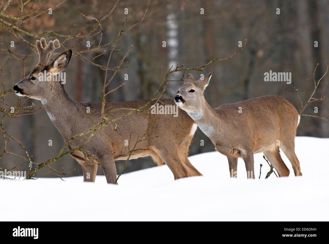 Chevreuil buck biche Banque de photographies et d’images à haute ...