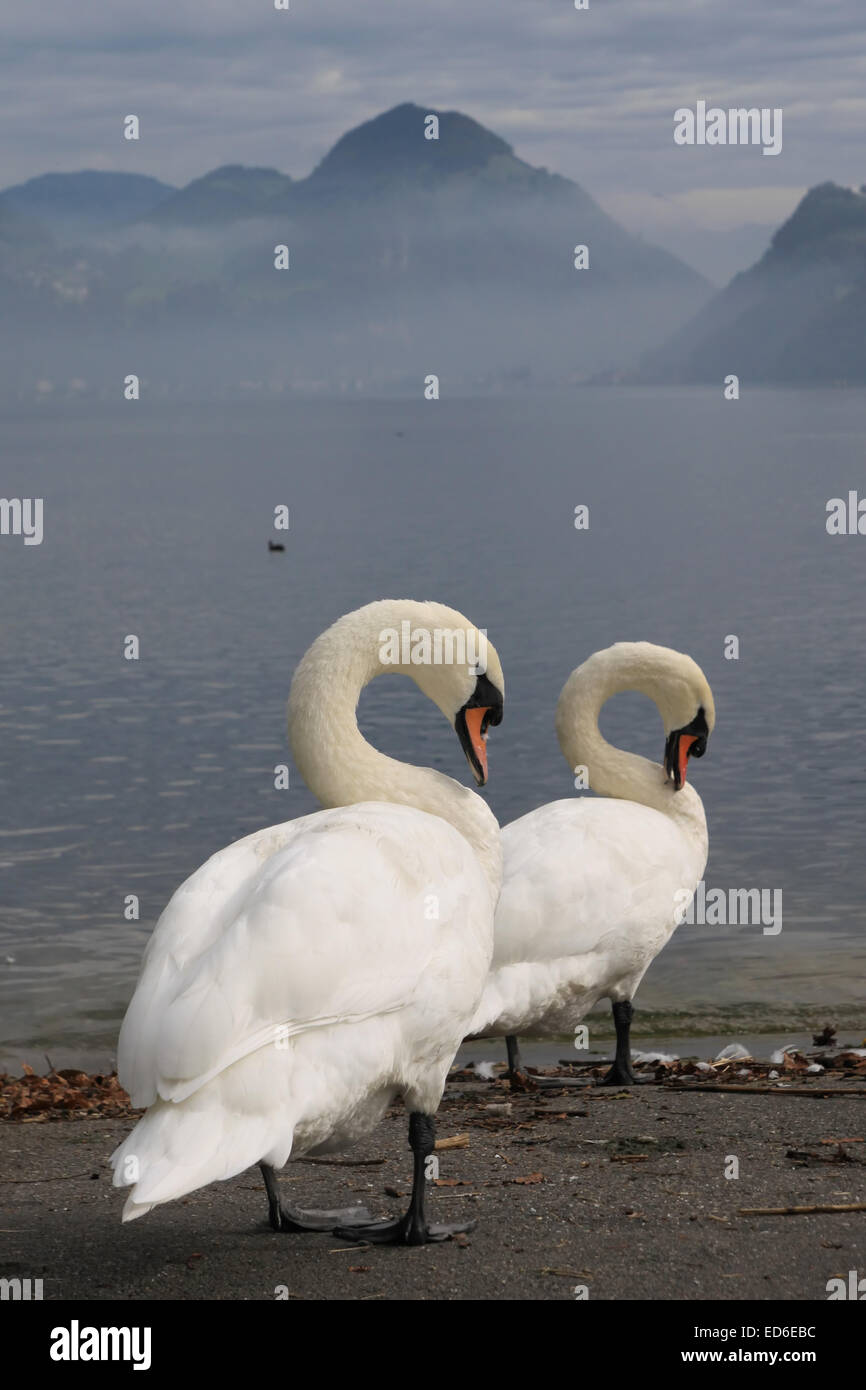 Position du cygne Banque de photographies et d’images à haute résolution - Alamy