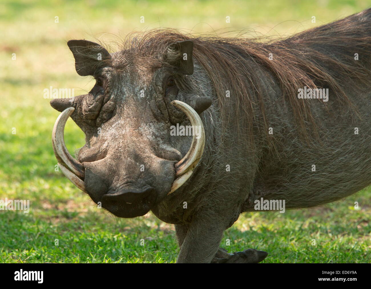 Sanglier africain Banque de photographies et d’images à haute ...