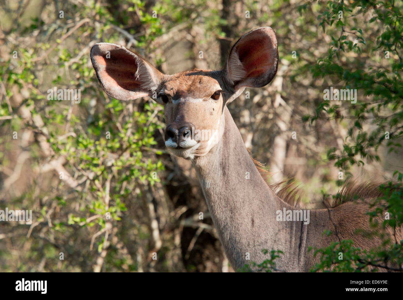 Female greater kudu Banque de photographies et d’images à haute ...