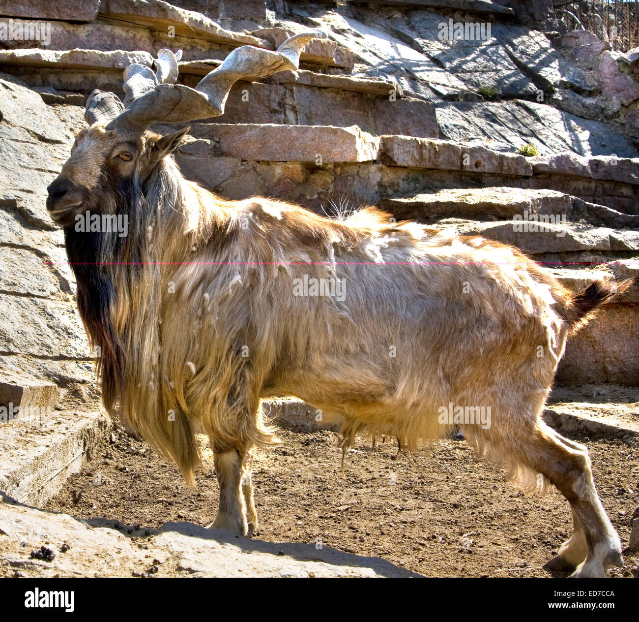 La race, la chèvre markhor, nom latin Capra Falconer, vit en Asie ...