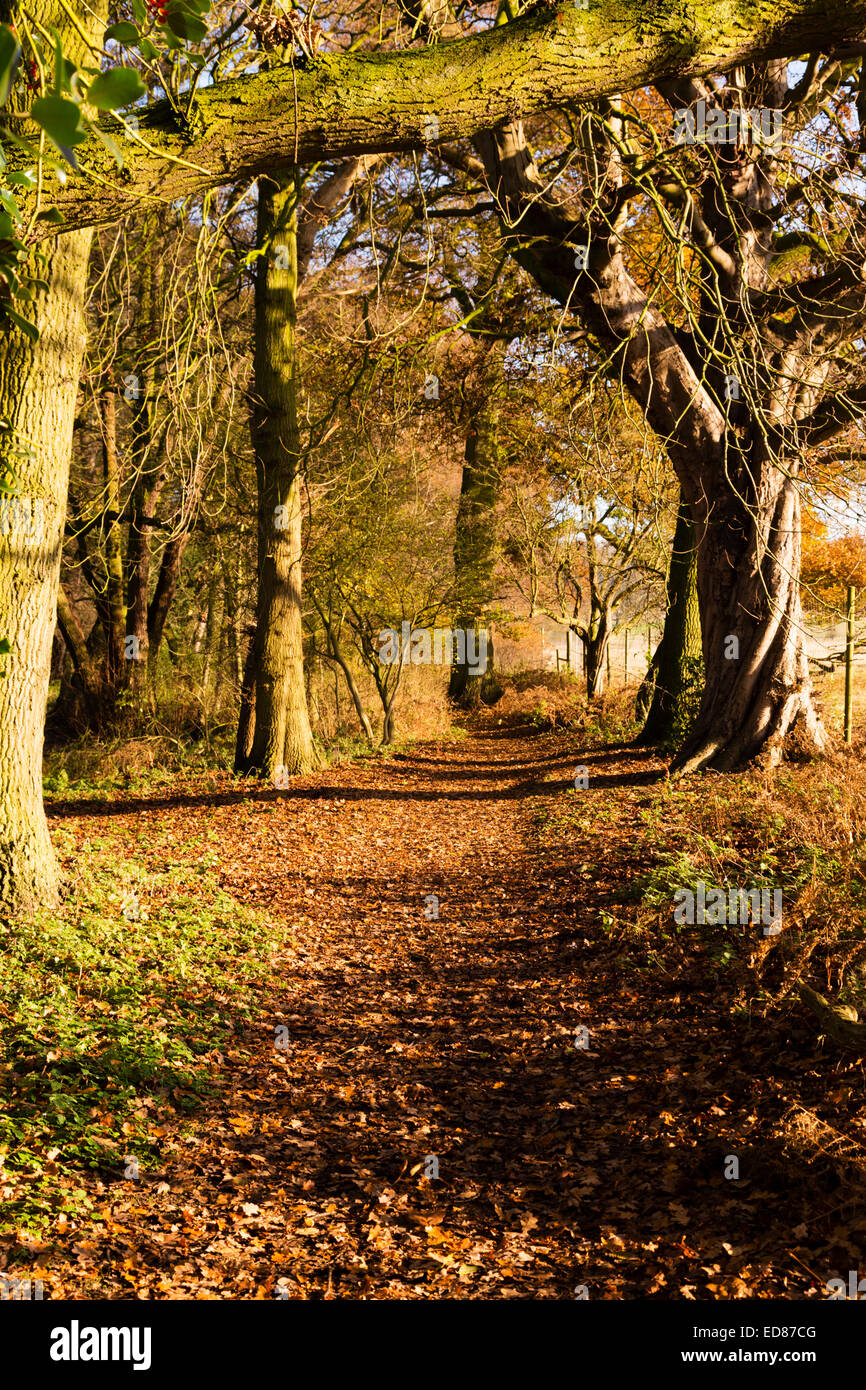 Promenade dans les bois d'automne Banque de photographies et d’images à ...