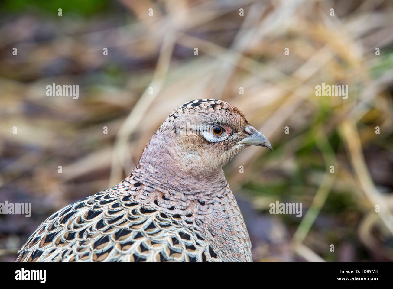 Female common pheasant Banque de photographies et d’images à haute ...