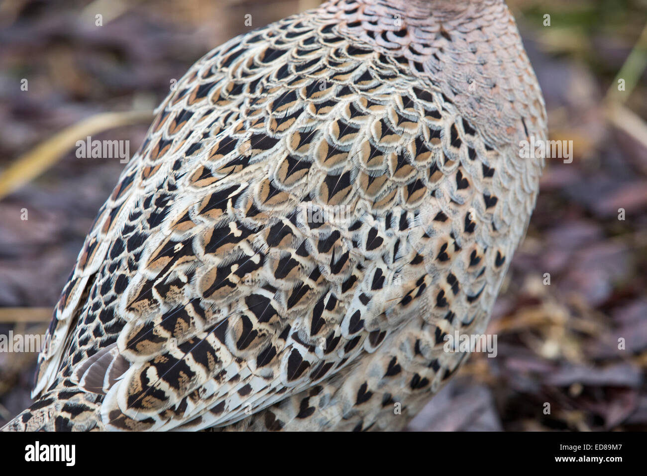 Female common pheasant Banque de photographies et d’images à haute ...