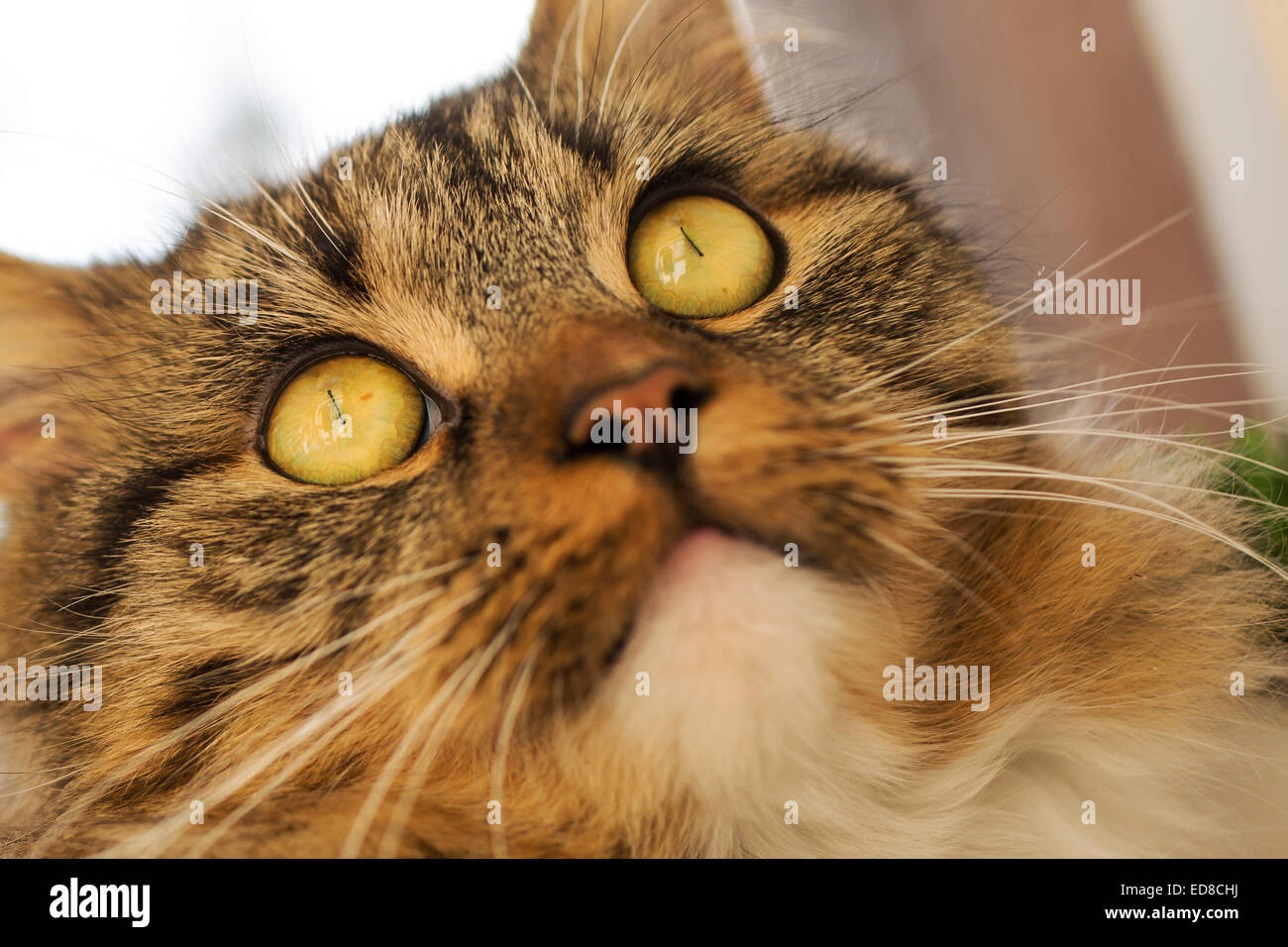 Chats jaunes Banque de photographies et d’images à haute résolution - Alamy