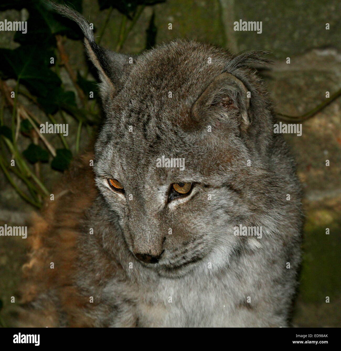 Loup cervier Banque de photographies et d’images à haute résolution - Alamy