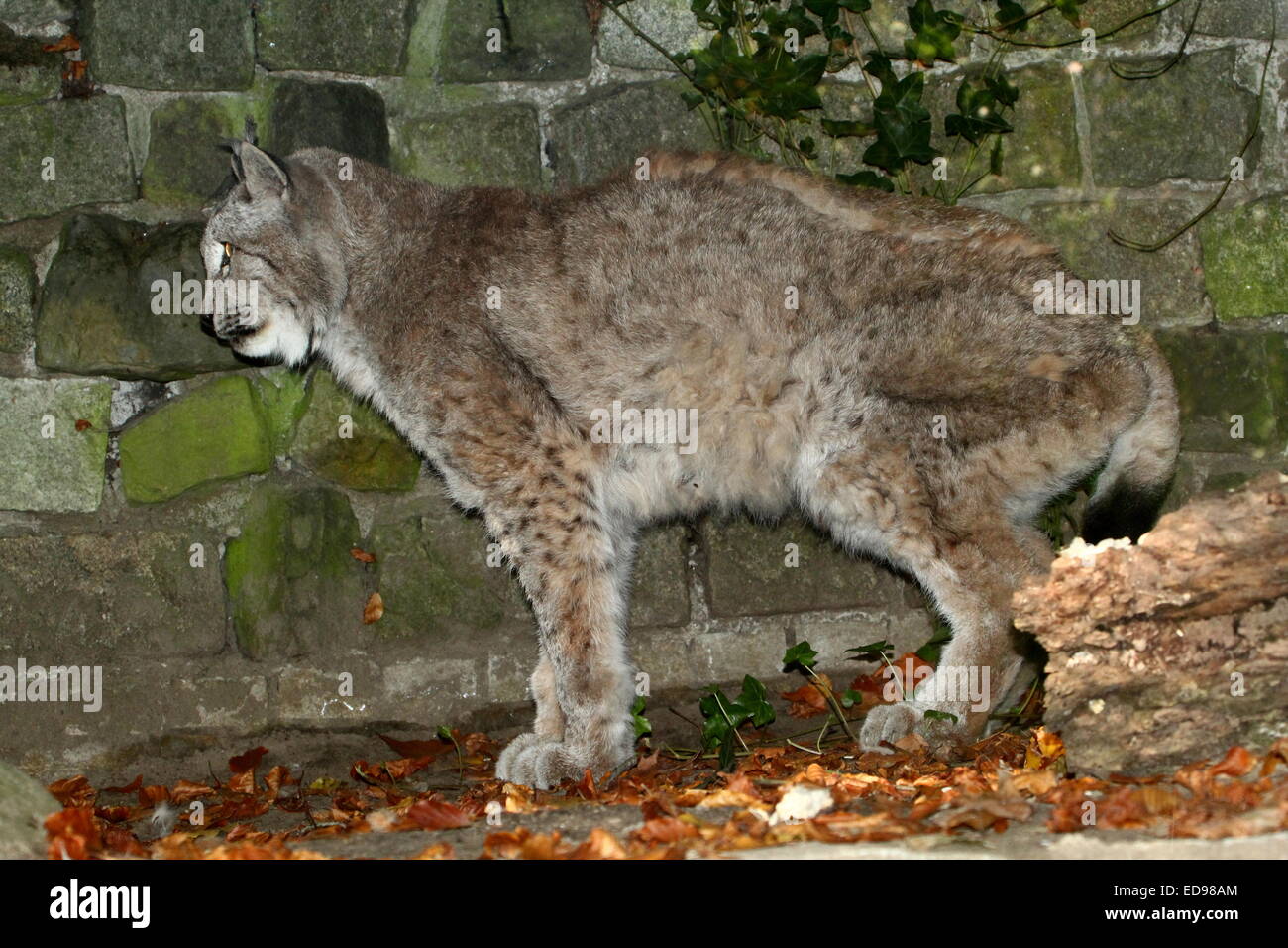 Loup Cervier Photos & Loup Cervier Images - Alamy