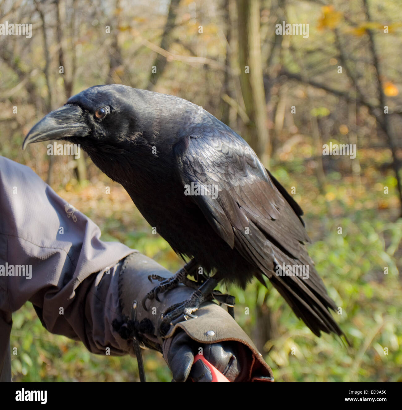 Grand corbeau (Corvus corax) assis sur la main de l'homme, vit en ...