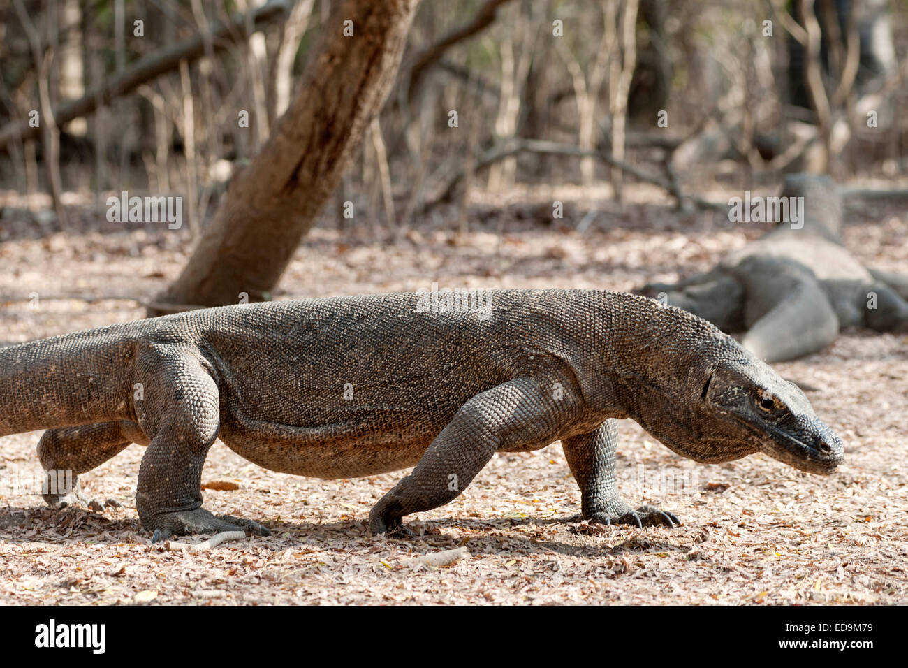 Dragon de Komodo dans le Parc National de Komodo sur l'île de Komodo, à ...