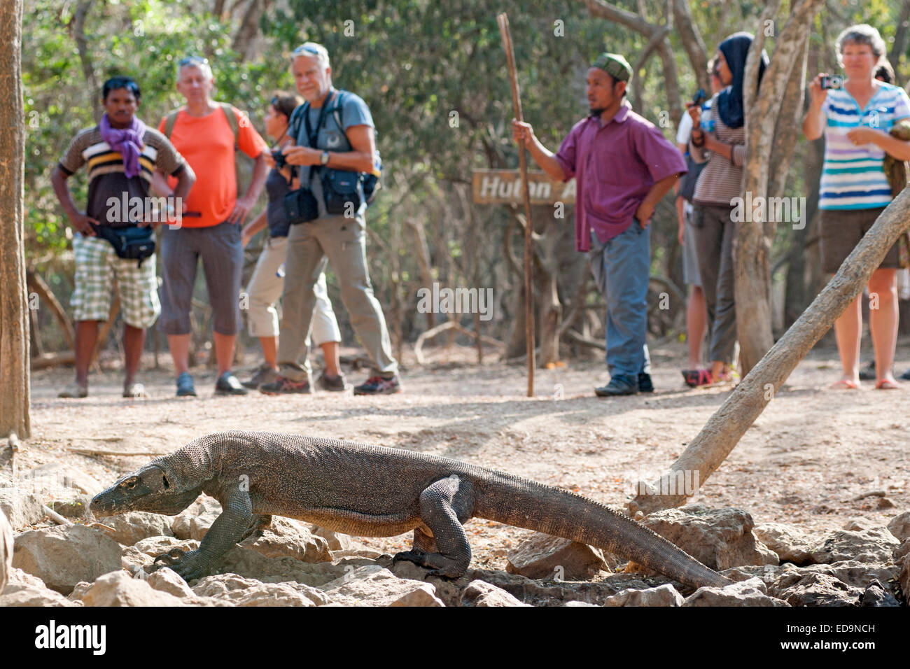 Un ranger du Parc National de Komodo avec les touristes et un dragon de ...