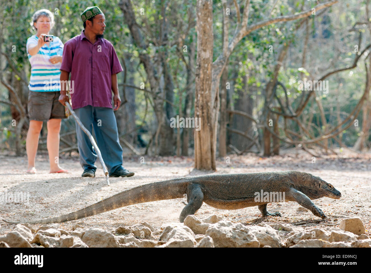 Un ranger du Parc National de Komodo avec un touriste et un dragon de ...