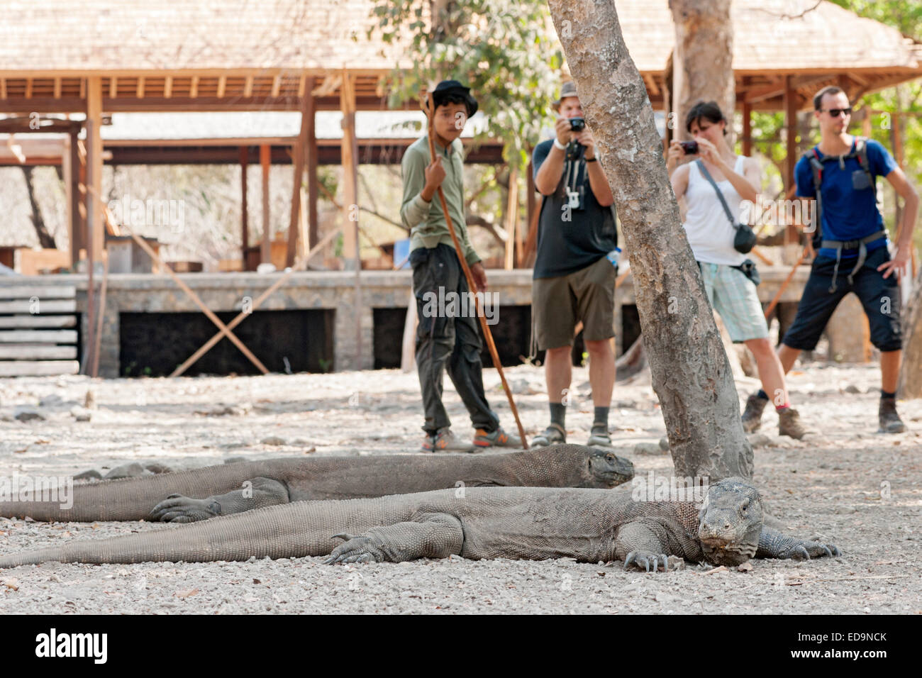 Un ranger du Parc National de Komodo avec les touristes et les dragons ...