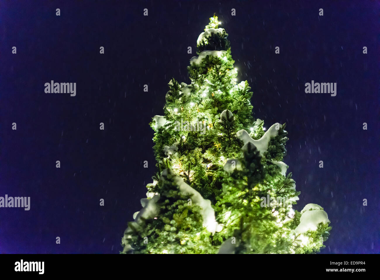 Sapin de Noël décoration de fête à l'extérieur dans la neige. Couvert ...