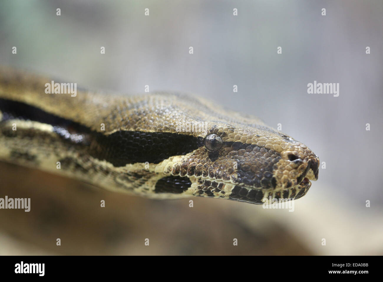 Python sebae african python Banque de photographies et d’images à haute ...