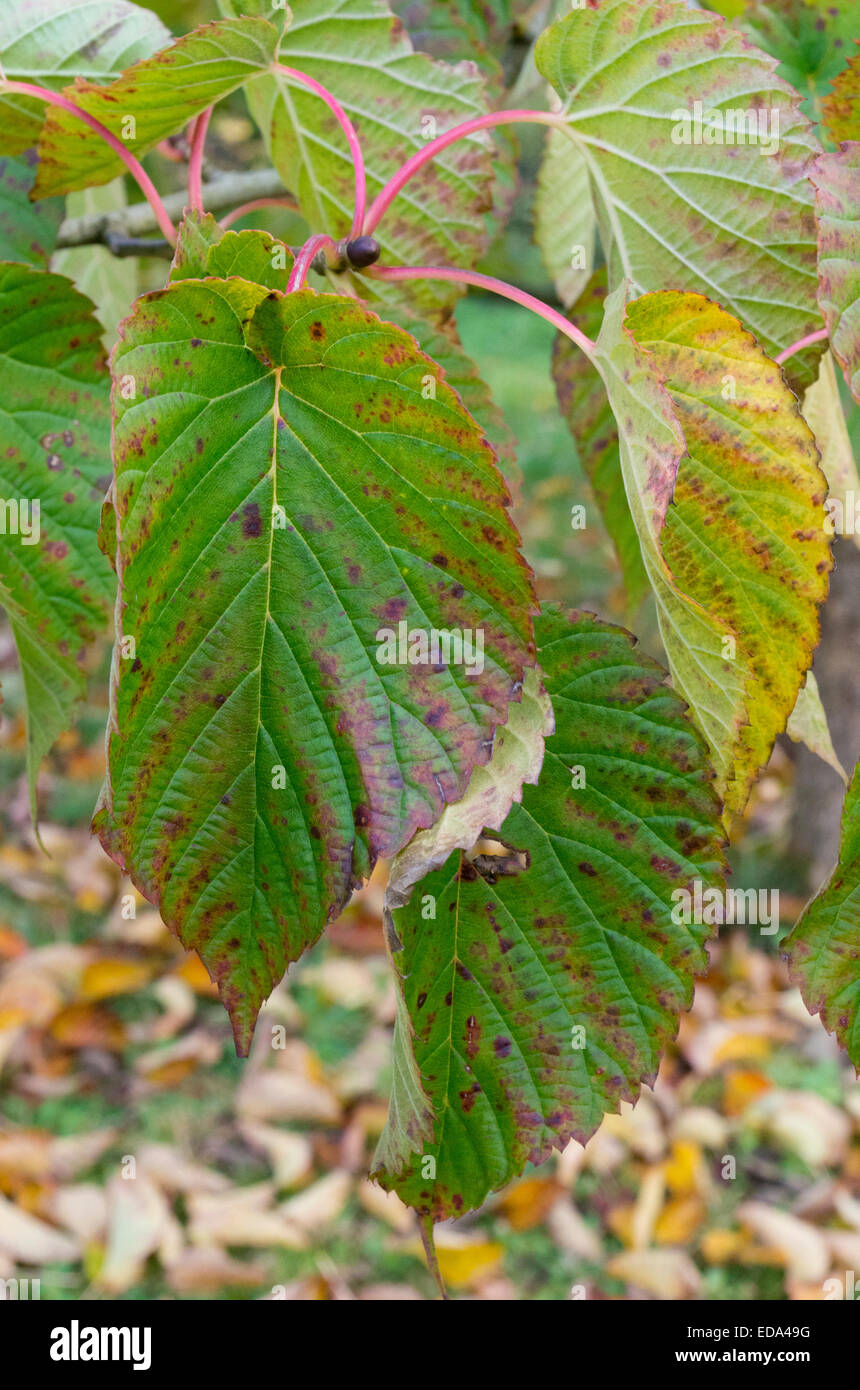 Davidia involucrata ( dove tree, Arbre de mouchoir, mouchoir de poche ...