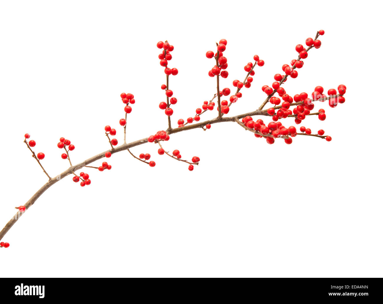 Ilex verticillata houx verticillé, branches isolé sur fond blanc Photo ...