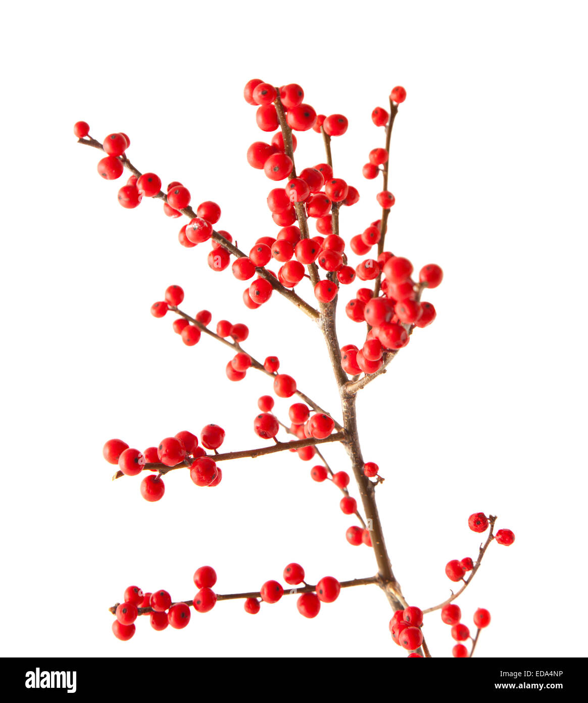 Ilex verticillata houx verticillé, branches isolé sur fond blanc Photo ...