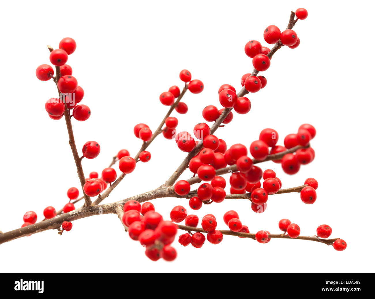 Ilex verticillata houx verticillé, branches isolé sur fond blanc Photo ...