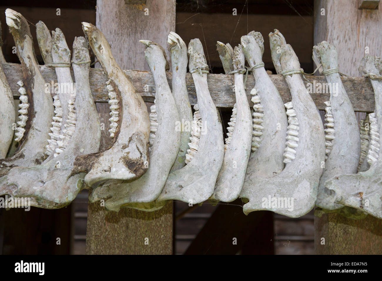 Buffalo teeth Banque de photographies et d’images à haute résolution ...