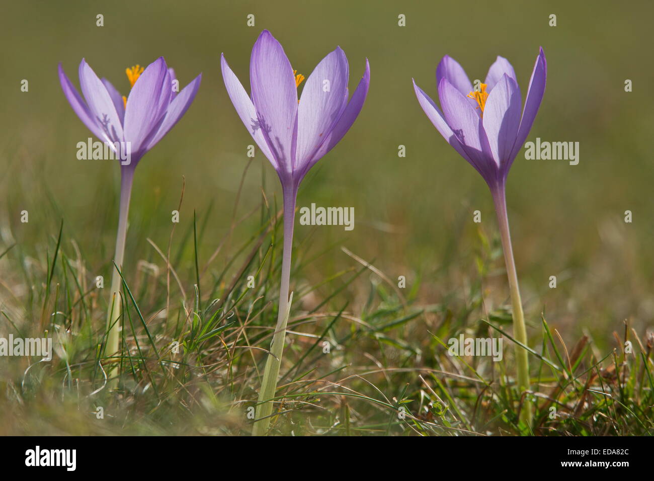 Un crocus d'automne, le crocus nudiflorus en fleurs en octobre dans les ...