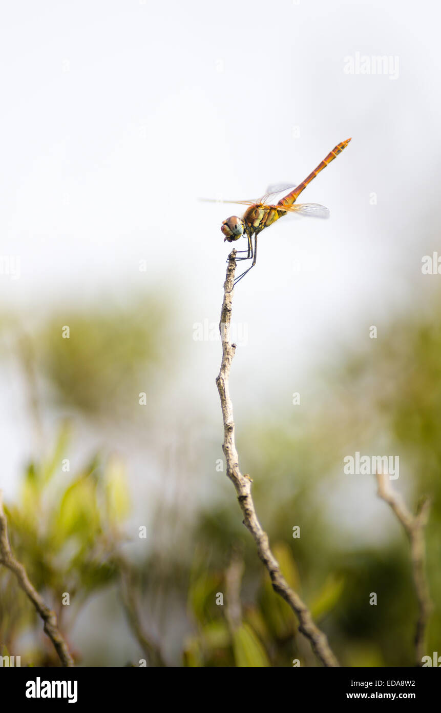 Libellule empereur bleu Banque de photographies et d’images à haute résolution - Alamy