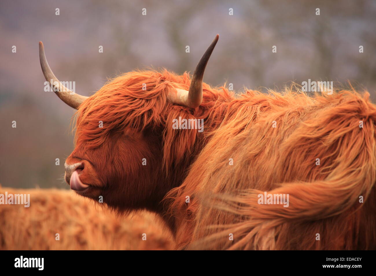Vache avec la langue Banque de photographies et d’images à haute ...