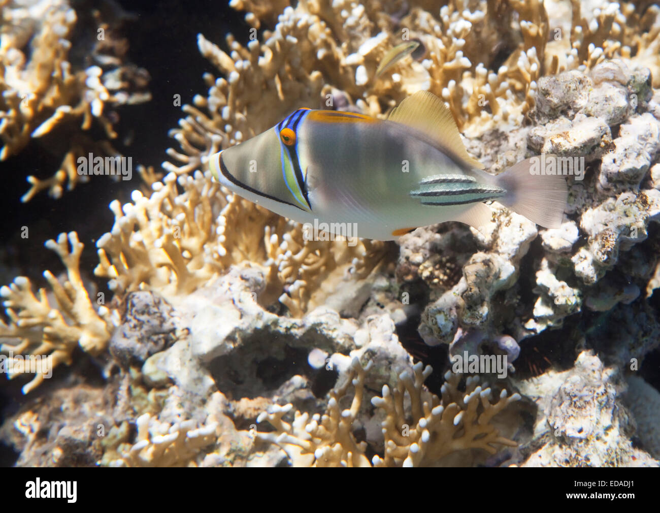 Le baliste nage Banque de photographies et d’images à haute résolution ...