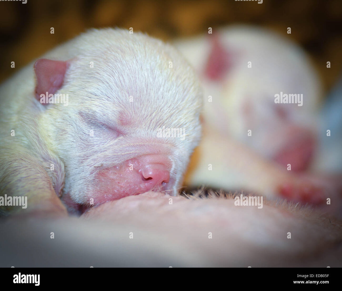 Allaitement Chiot Banque d'image et photos - Alamy