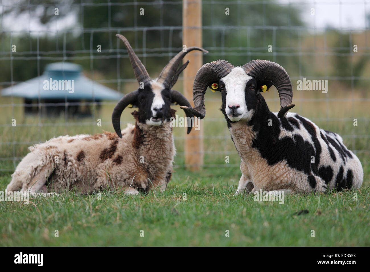 Jacob sheep Banque de photographies et d’images à haute résolution - Alamy
