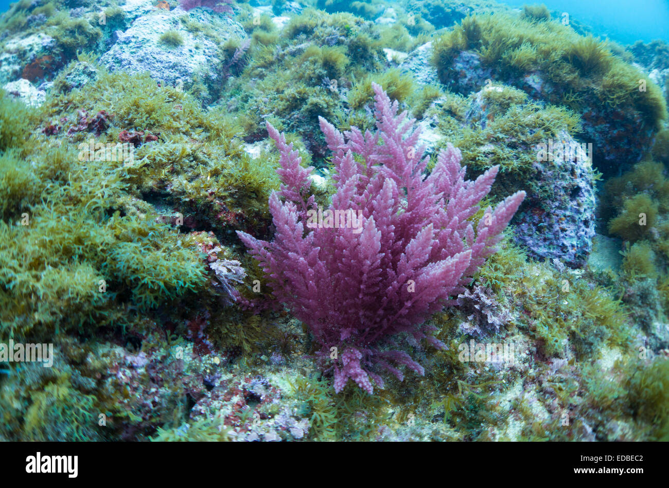 Algues rouges, Asparagopsis taxiformis, de la Méditerranée, Malte Photo ...