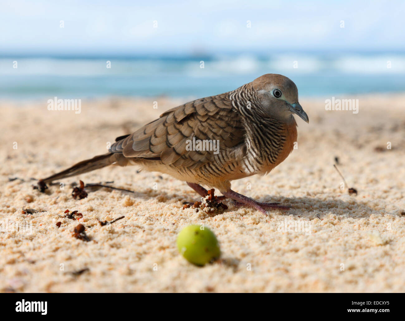 Oiseaux des seychelles Banque de photographies et d’images à haute ...