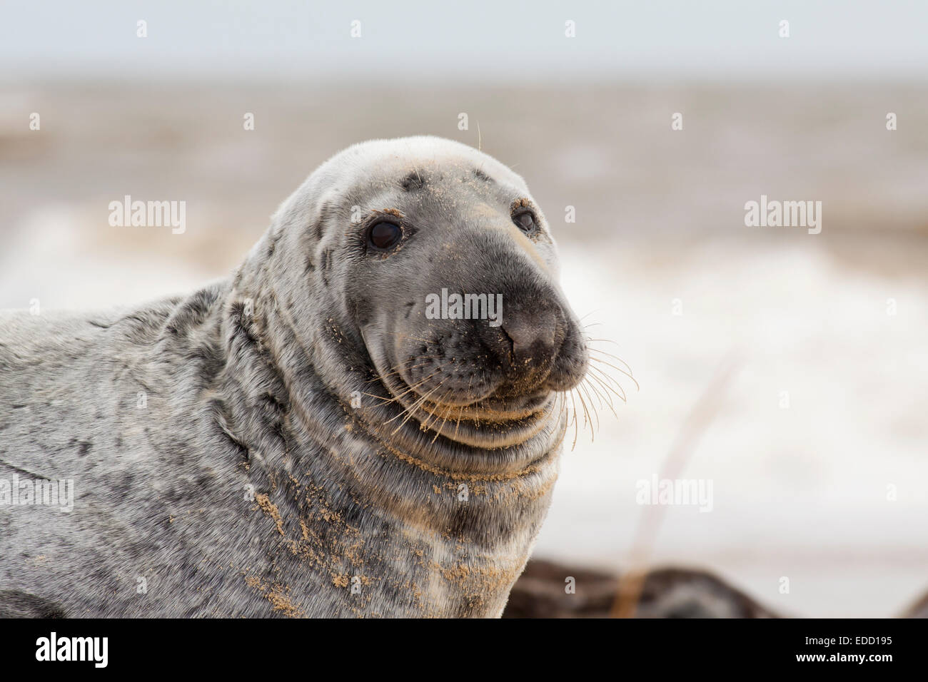 Colonies de phoques Banque de photographies et d’images à haute ...