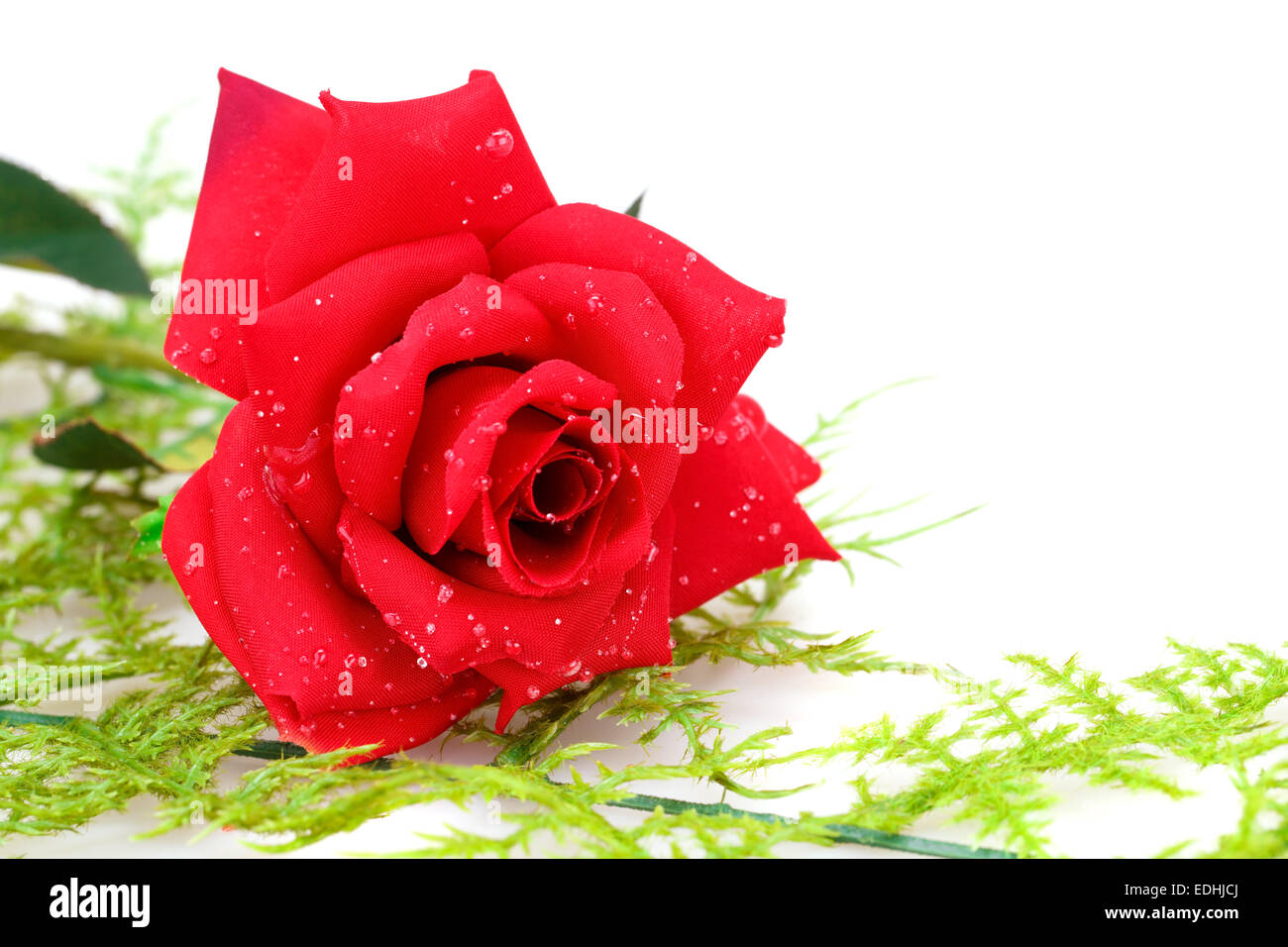 Red rose with grey color background Banque de photographies et d’images ...