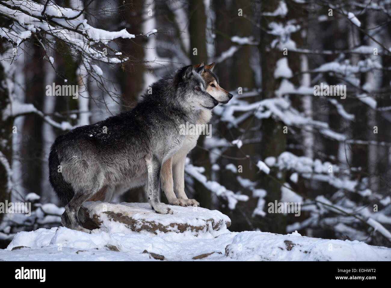Homme et femme de chef de meute, le loup alpha, le nord-ouest de wolf ...