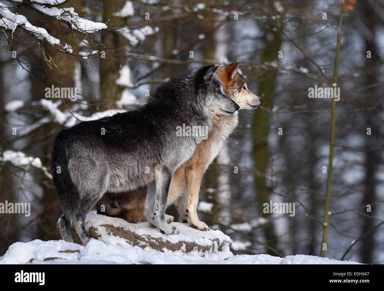 Loup couple alpha Banque de photographies et d’images à haute ...