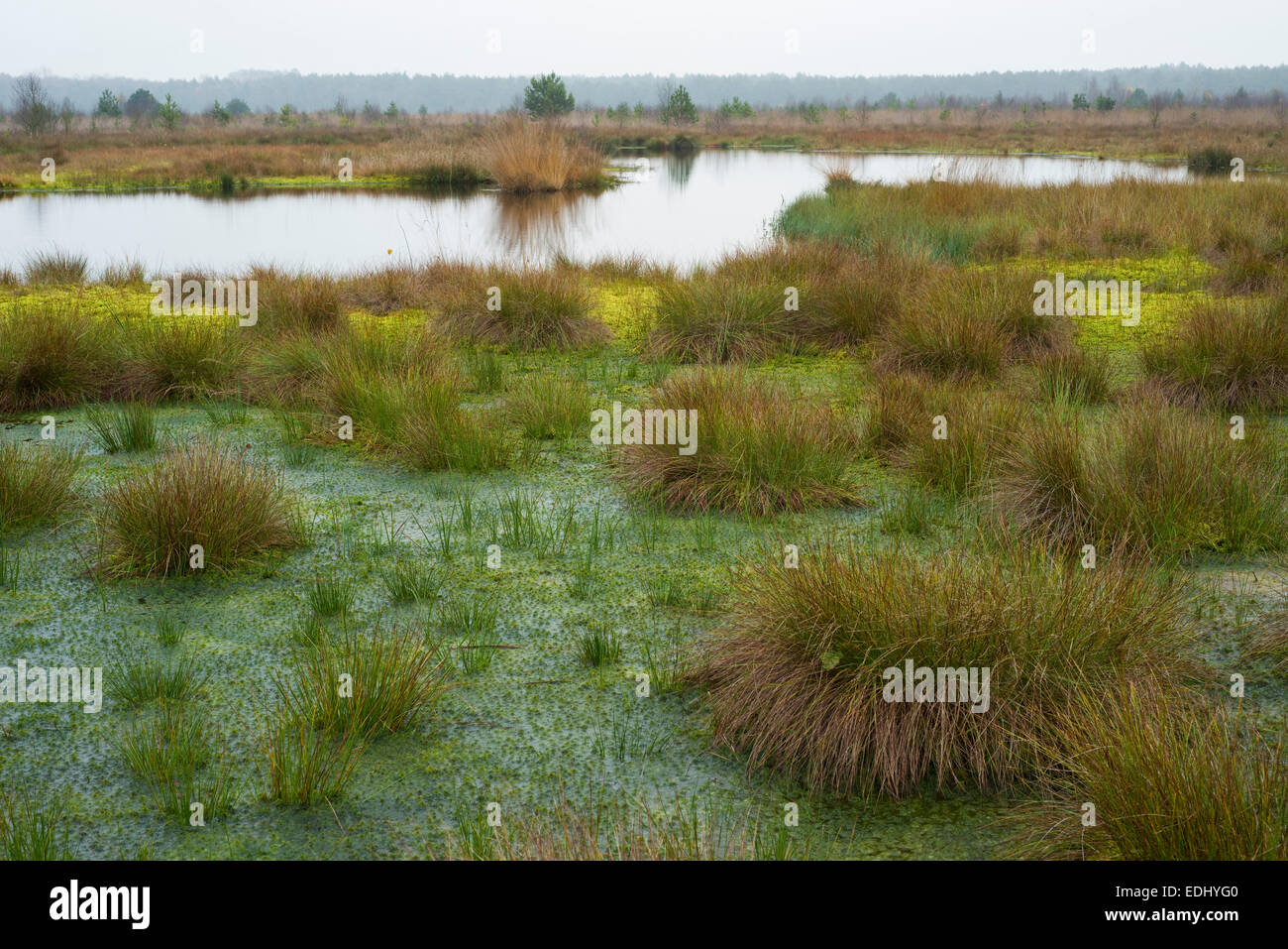 Les sphaignes Banque de photographies et d’images à haute résolution ...