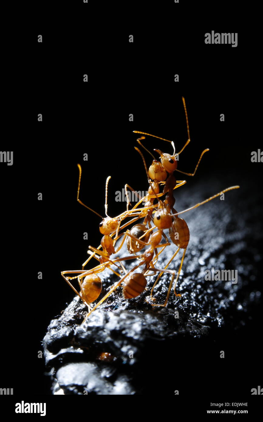 Groupe de fourmis Banque de photographies et d’images à haute ...
