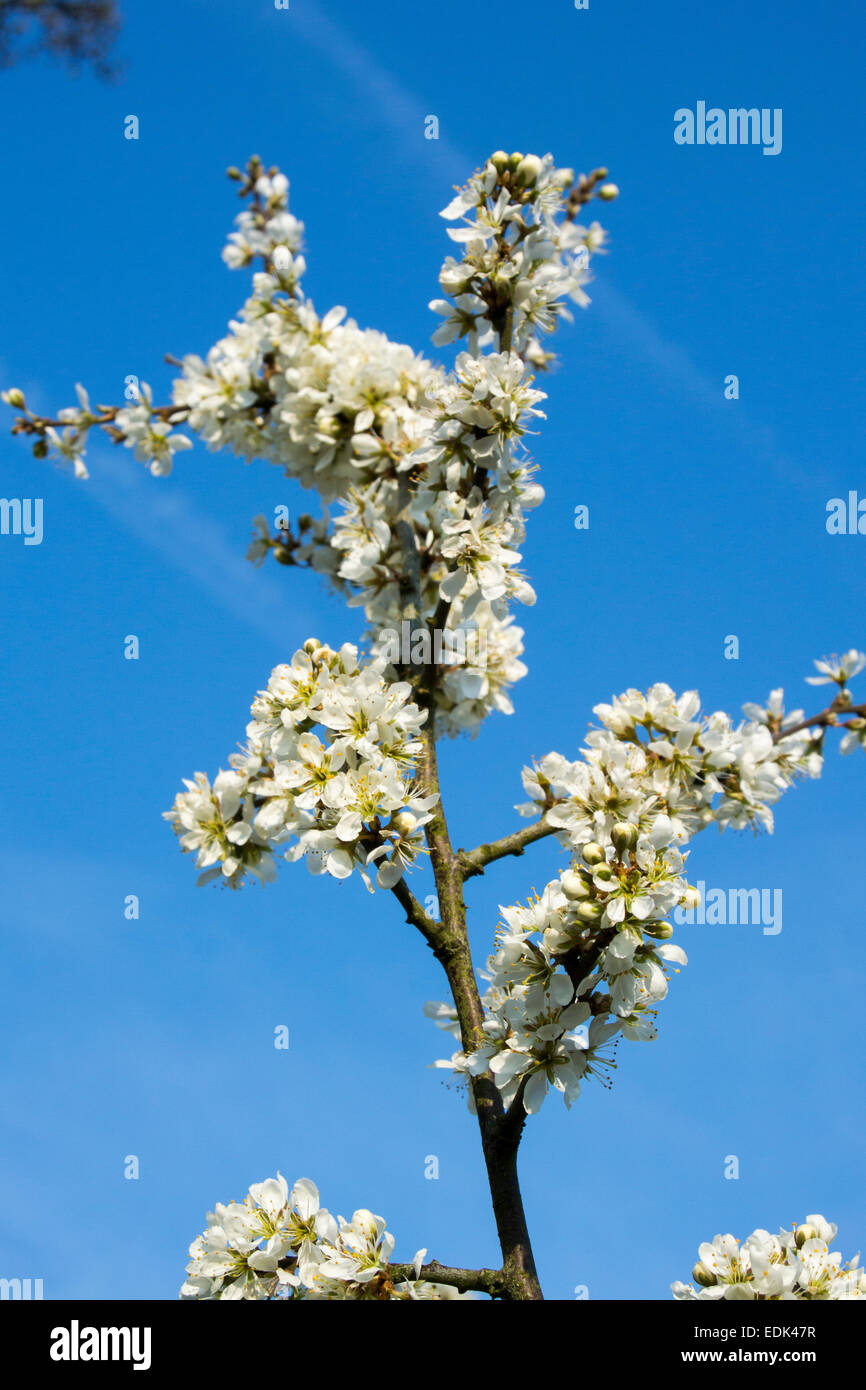 Prunus spinosa Banque de photographies et d’images à haute résolution ...