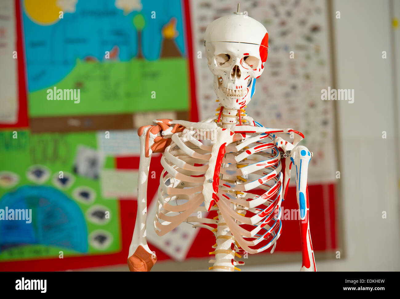 Un squelette anatomique sur l'affichage à un collège Photo Stock - Alamy