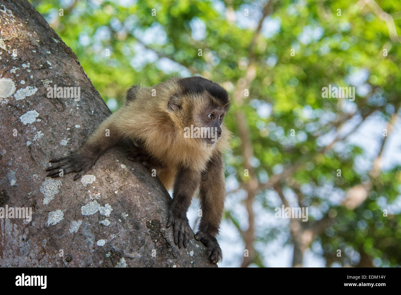 Singes capucins sauvages Banque de photographies et d’images à haute ...