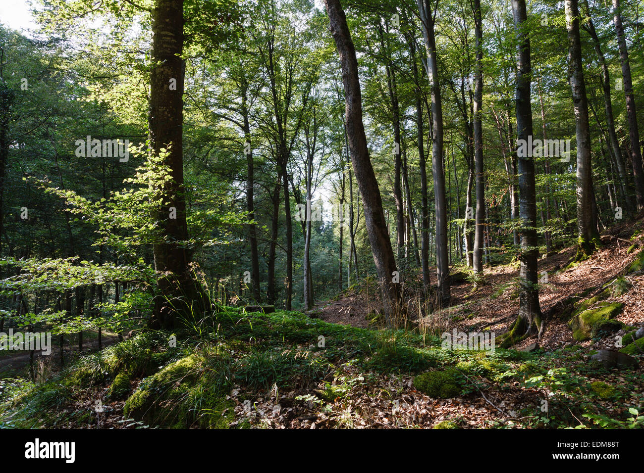Bois près de Consdorf, Mullerthal, Luxembourg Photo Stock - Alamy