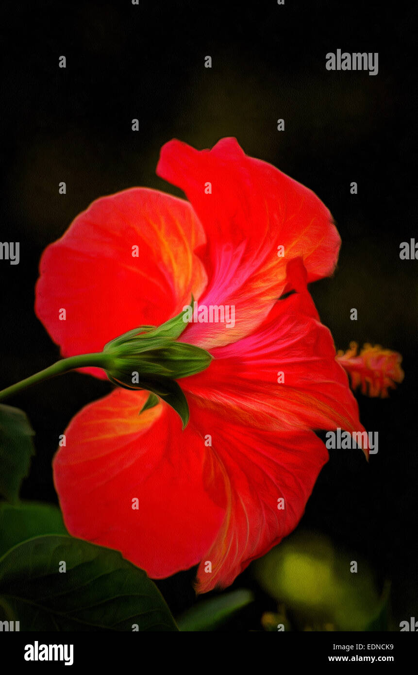 Chinese hibiscus, Hibiscus (Hibiscus ou Latin rosa-sinensis) - L'une ...