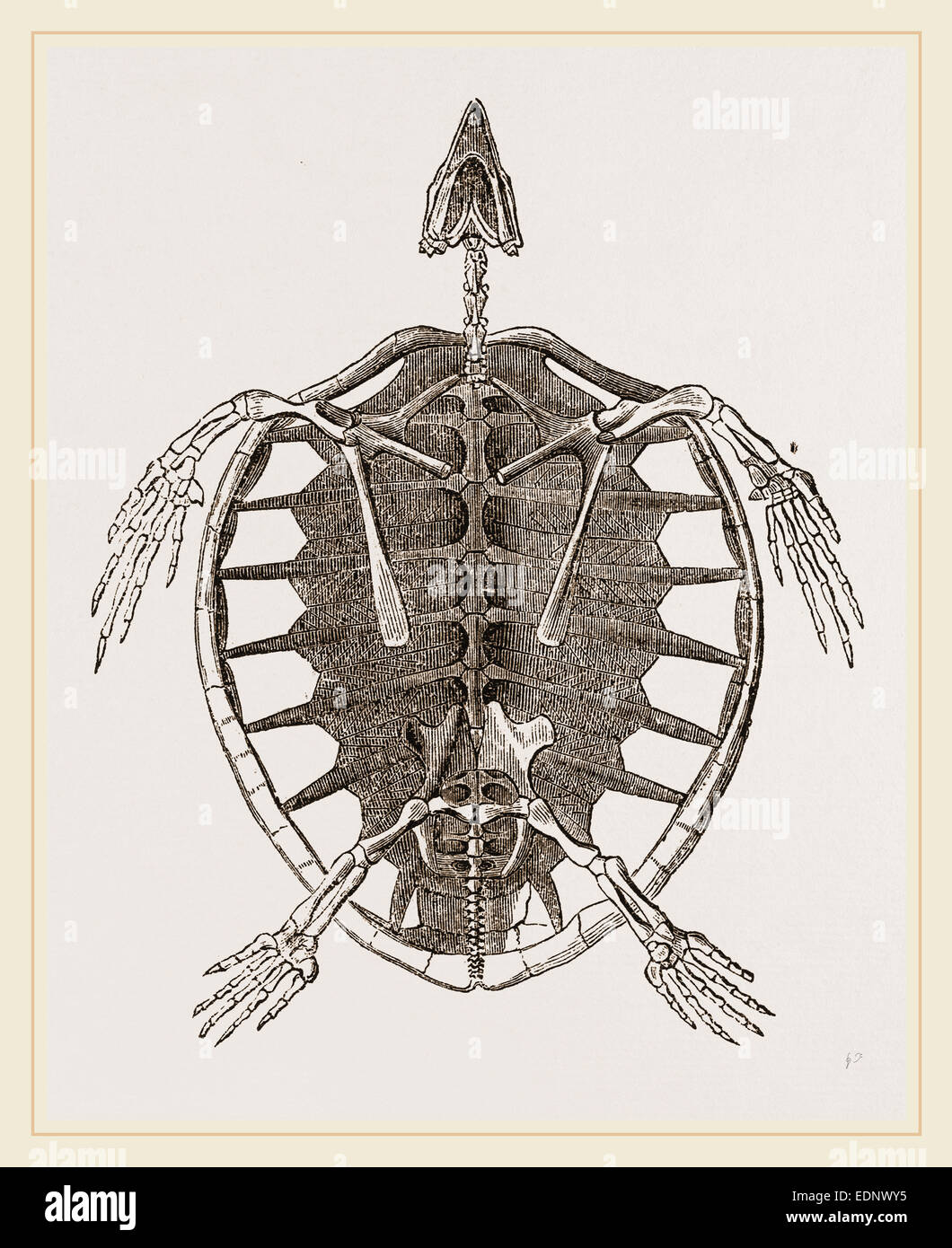 Squelette de tortue caouane Photo Stock - Alamy