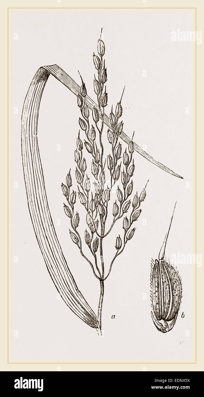 Panicle rice plant Banque de photographies et d’images à haute ...