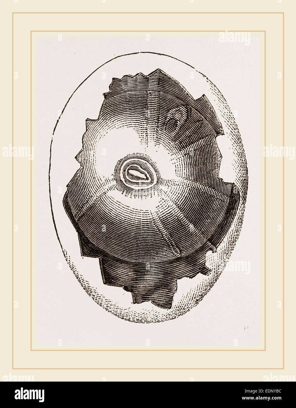 Histoire des germes Banque de photographies et d’images à haute ...