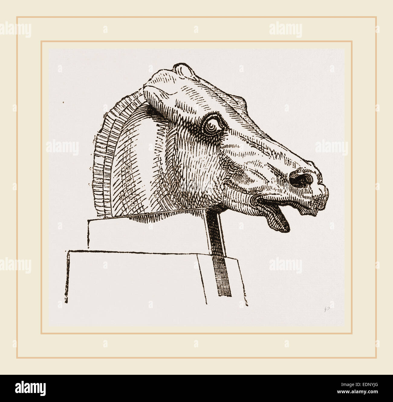 Tête de cheval Banque de photographies et d’images à haute résolution ...