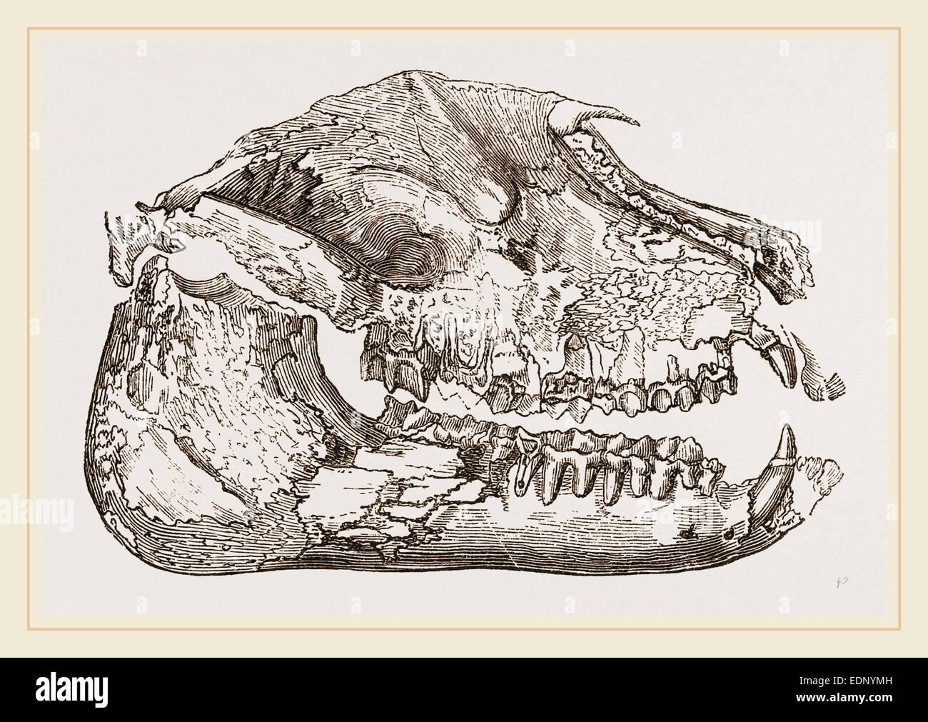 Palaeotherium magnum Banque de photographies et d’images à haute ...