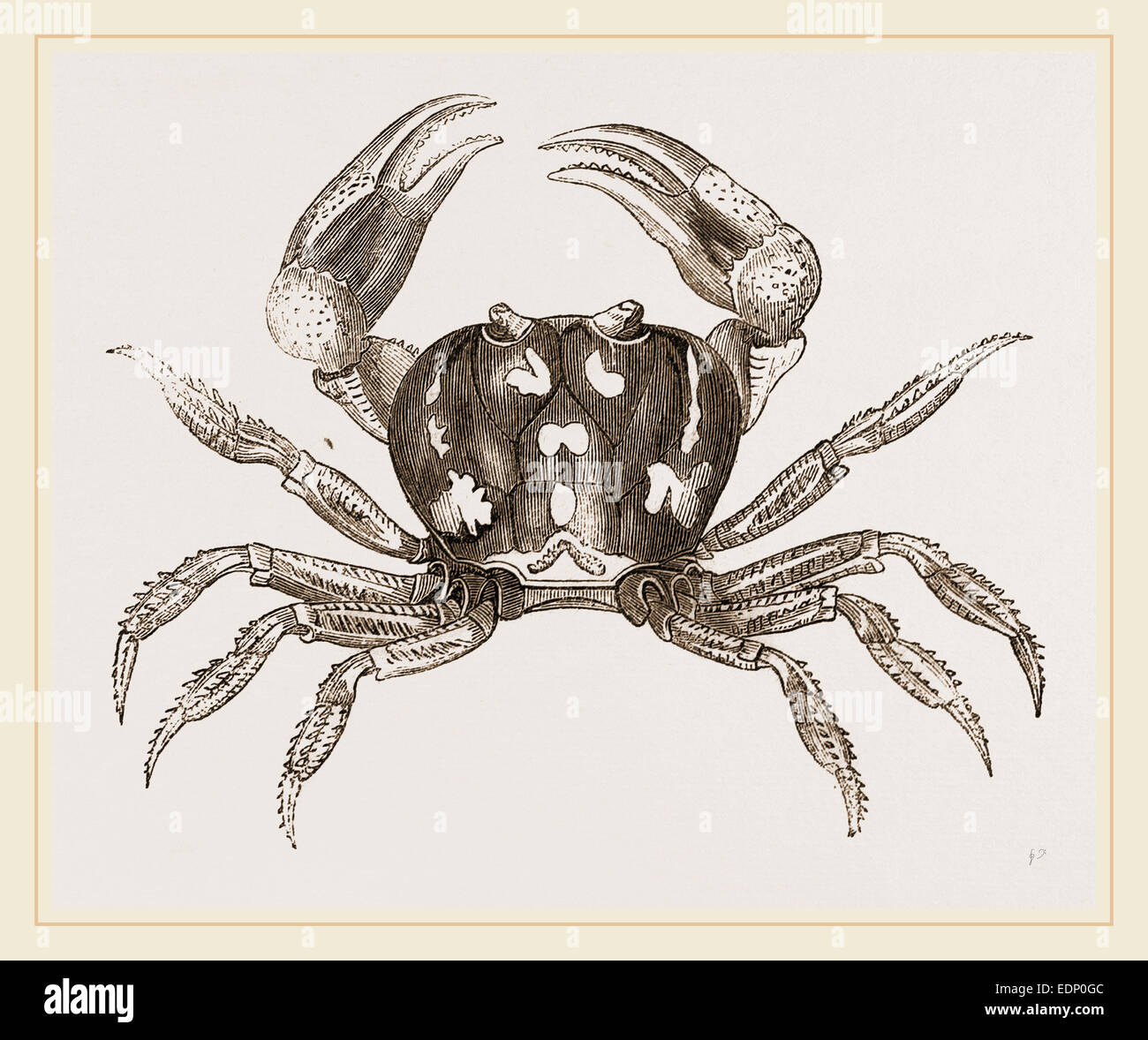 Gecarcinus ruricola Banque de photographies et d’images à haute résolution - Alamy