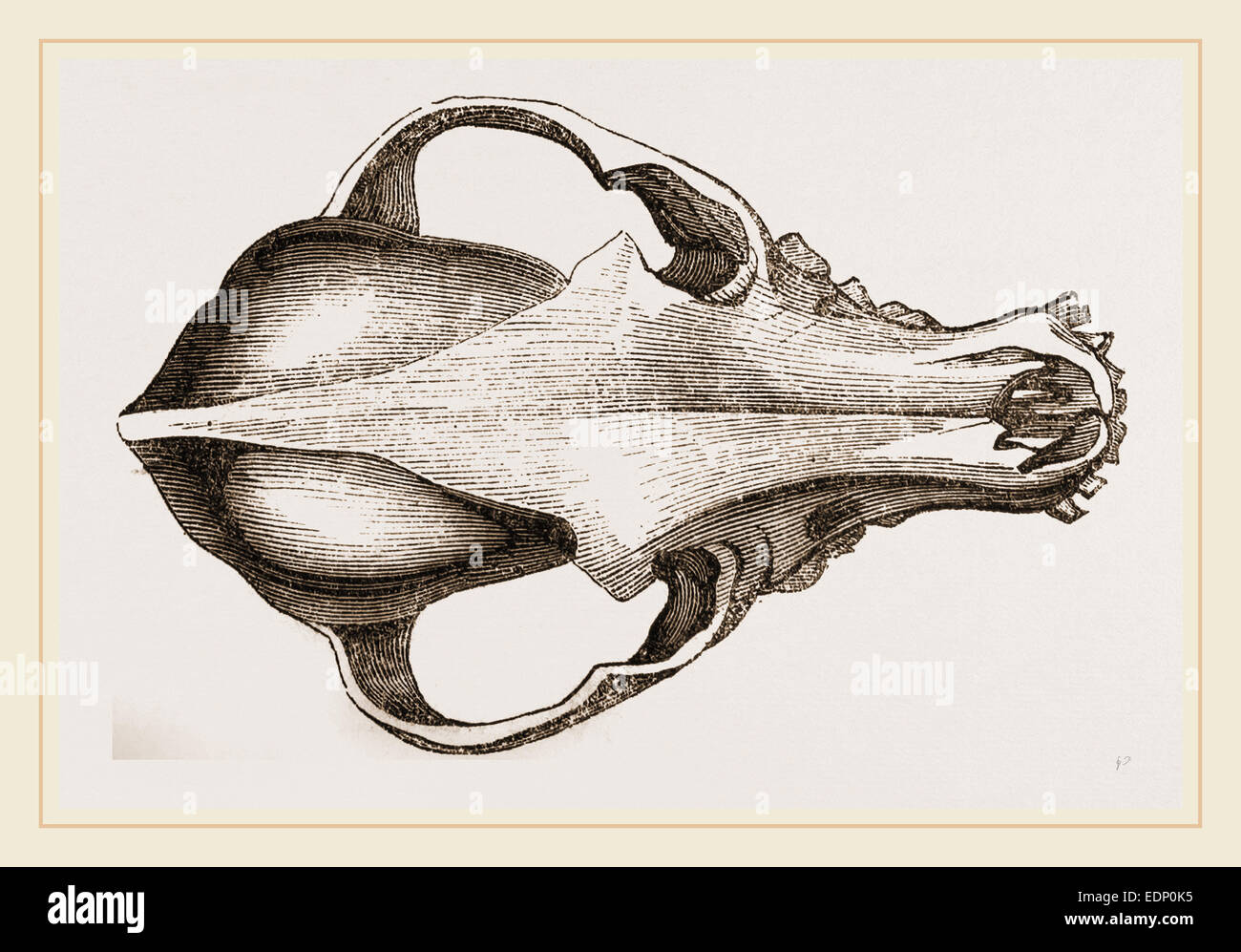 Crâne de chien Banque de photographies et d’images à haute résolution ...