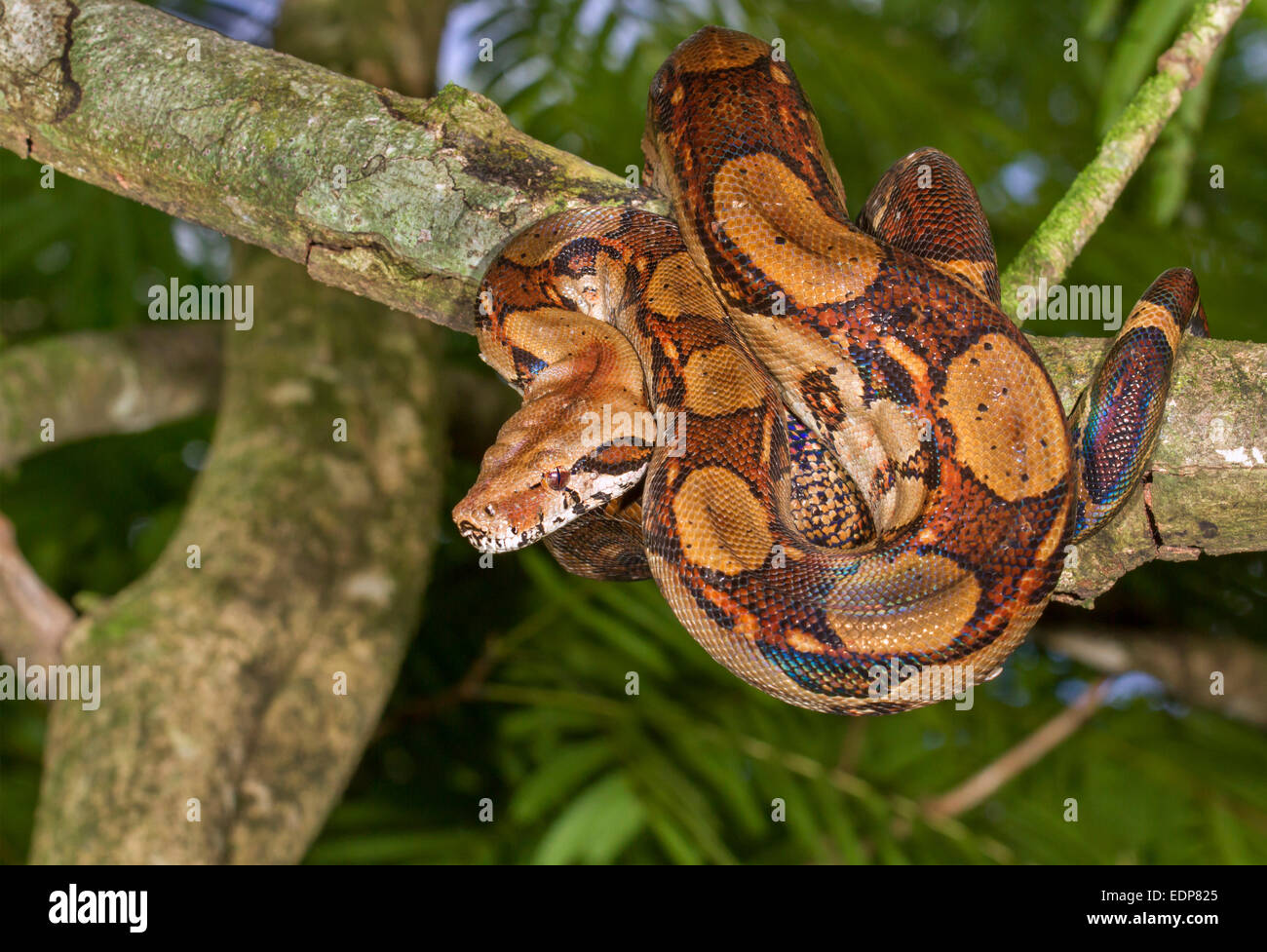 L'Empereur (Boa Boa constrictor imperator) accroché dans un arbre ...
